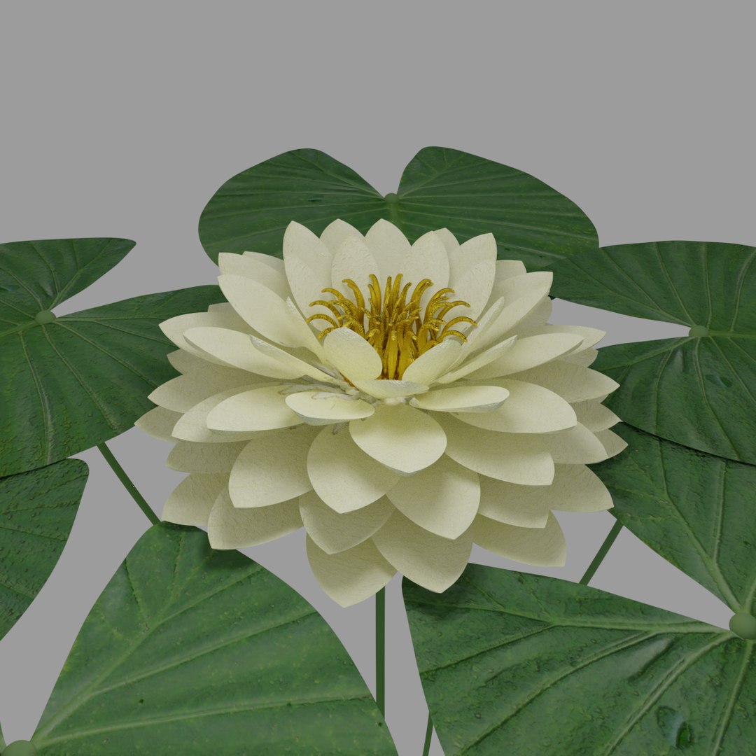 3D Model Water Lily - TurboSquid 1268725