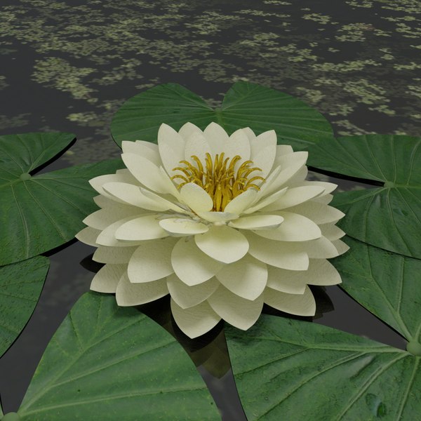 Water Lily Blender Models for Download | TurboSquid