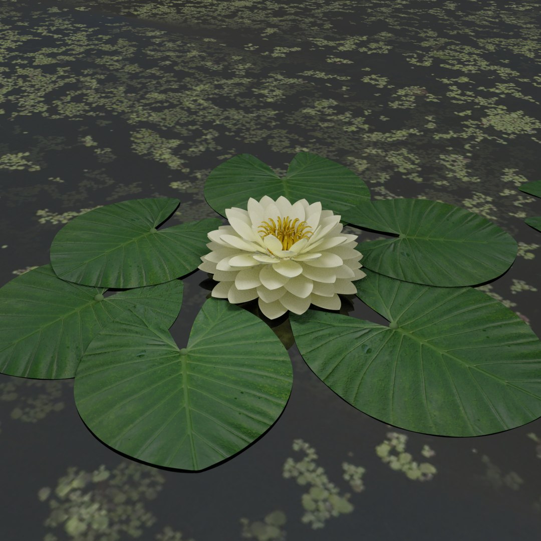3D Model Water Lily - TurboSquid 1268725
