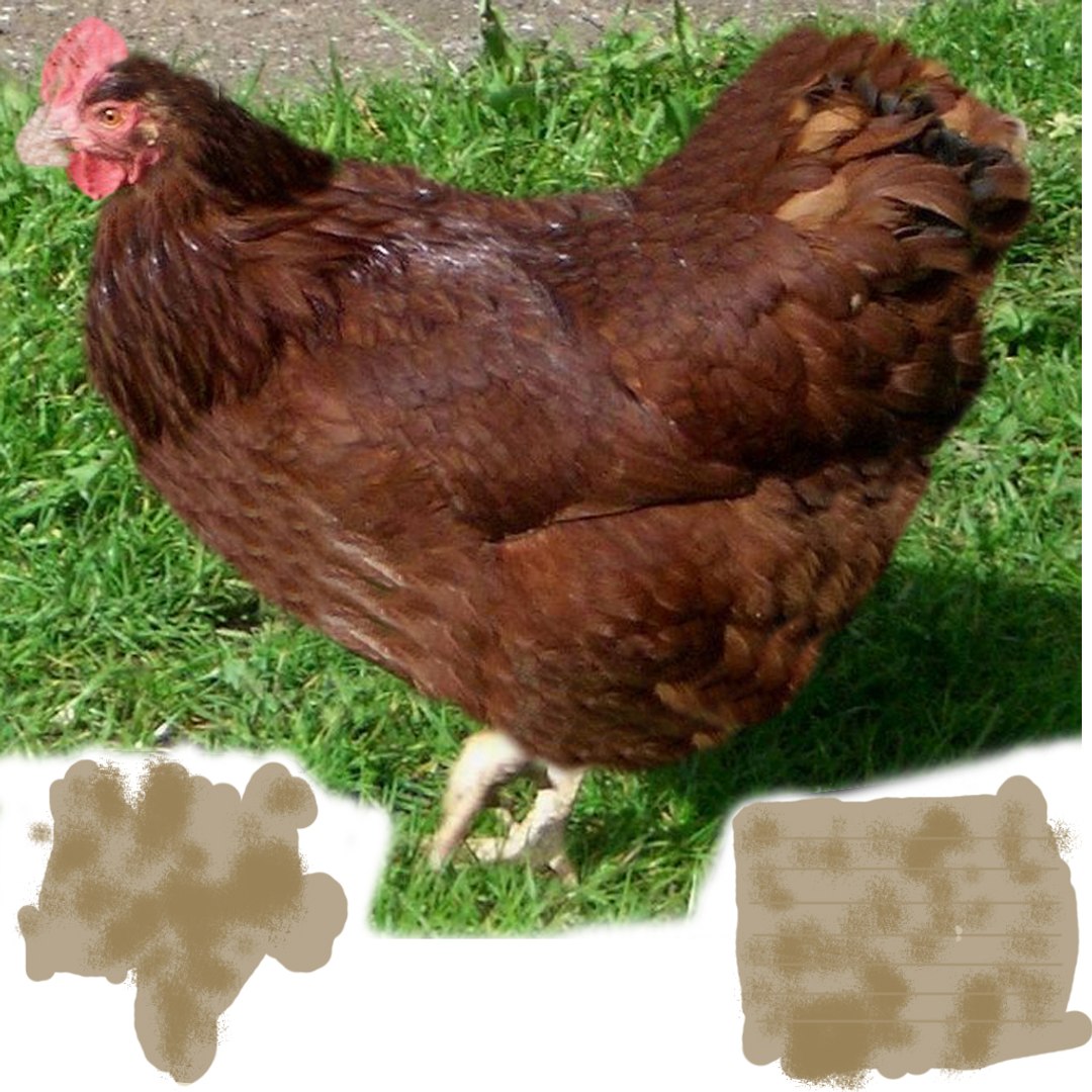 max hen chicken