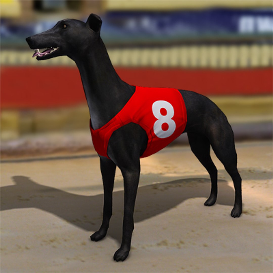 maya greyhound race dogs