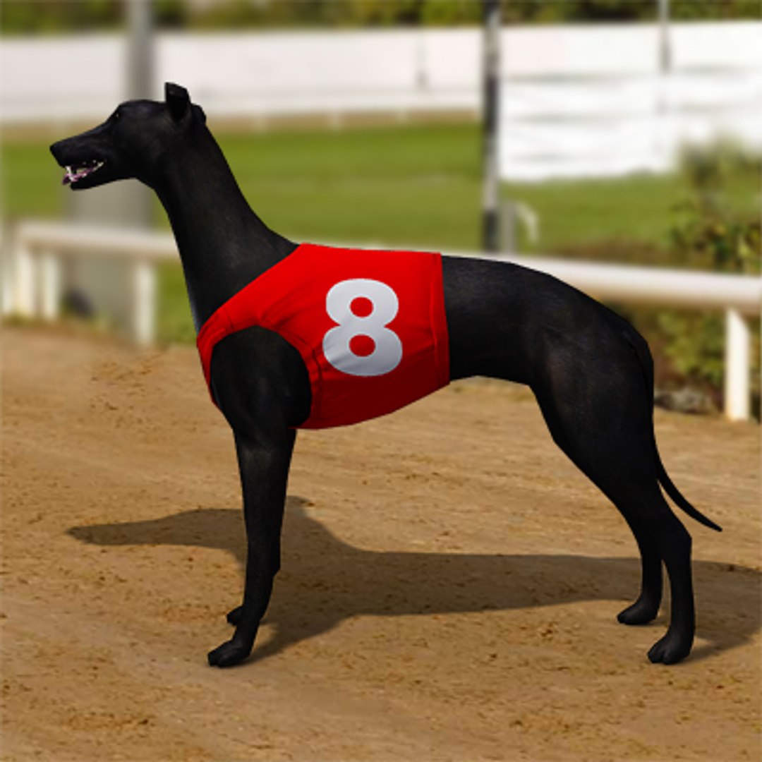 maya greyhound race dogs