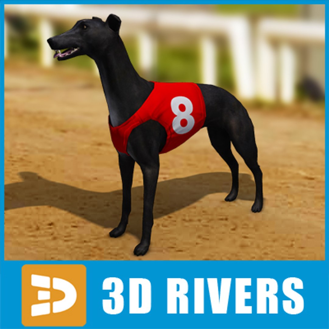 maya greyhound race dogs