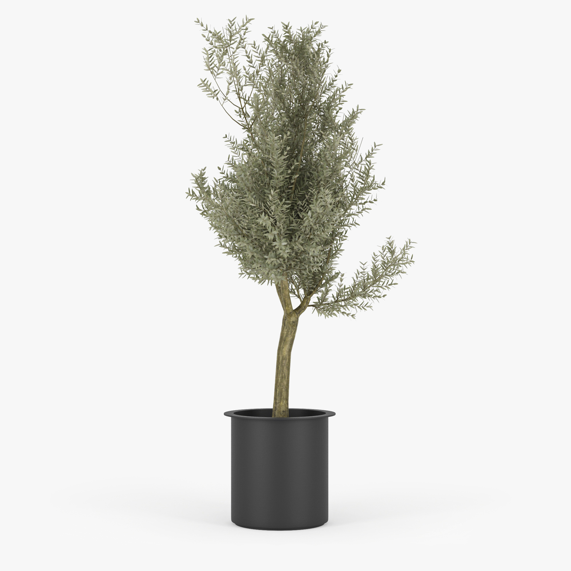 3D olive tree model - TurboSquid 1281894
