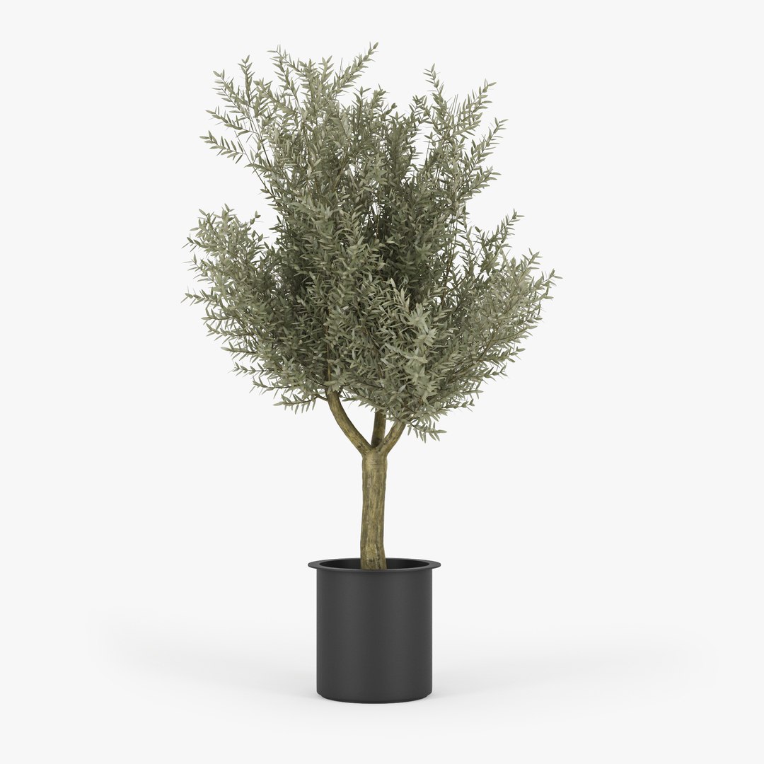 3D Olive Tree Model - TurboSquid 1281894