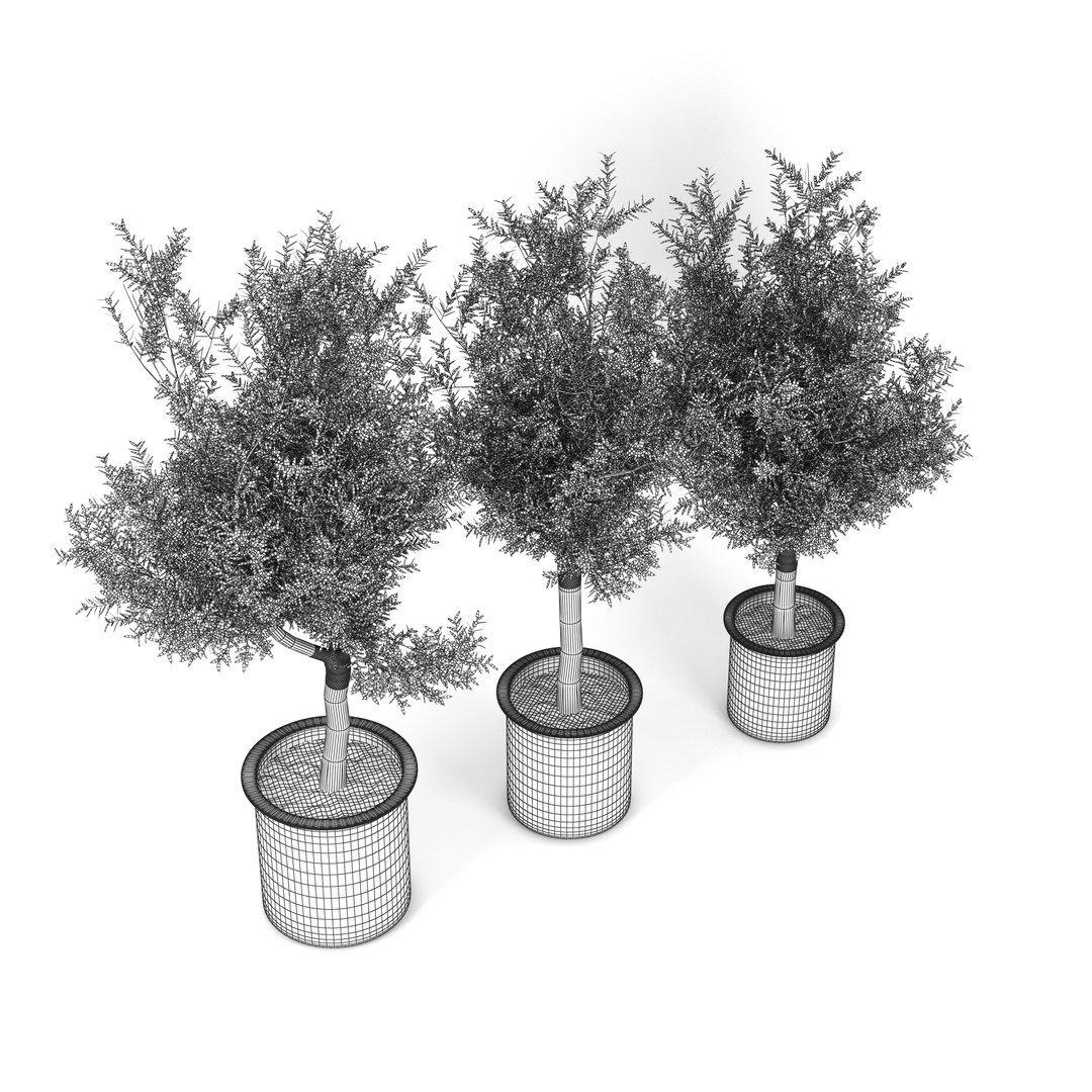 3D Olive Tree Model - TurboSquid 1281894