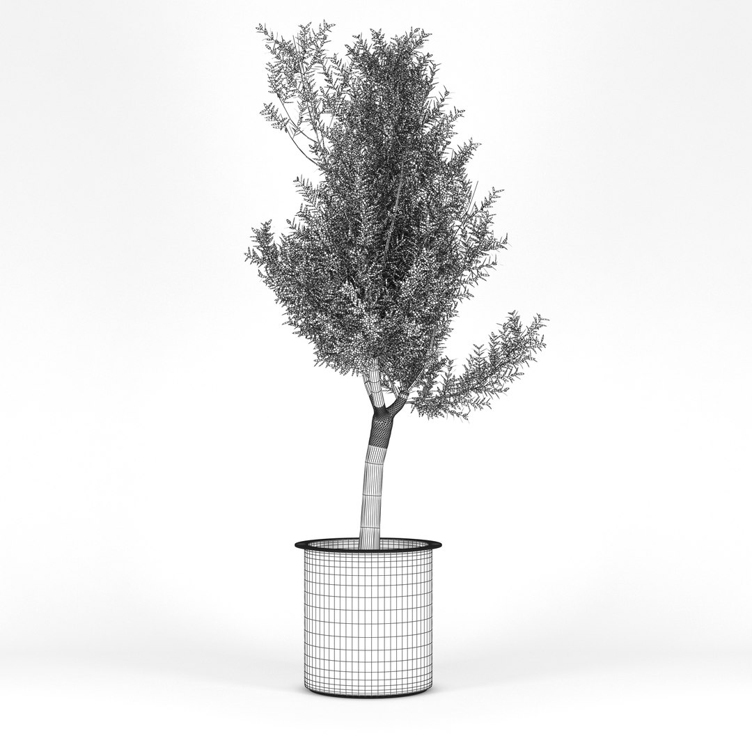 3D Olive Tree Model - TurboSquid 1281894