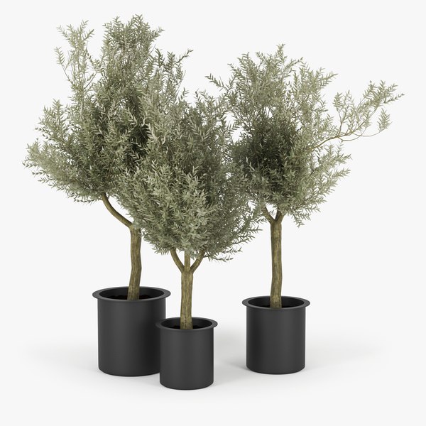 3D olive tree model - TurboSquid 1281894