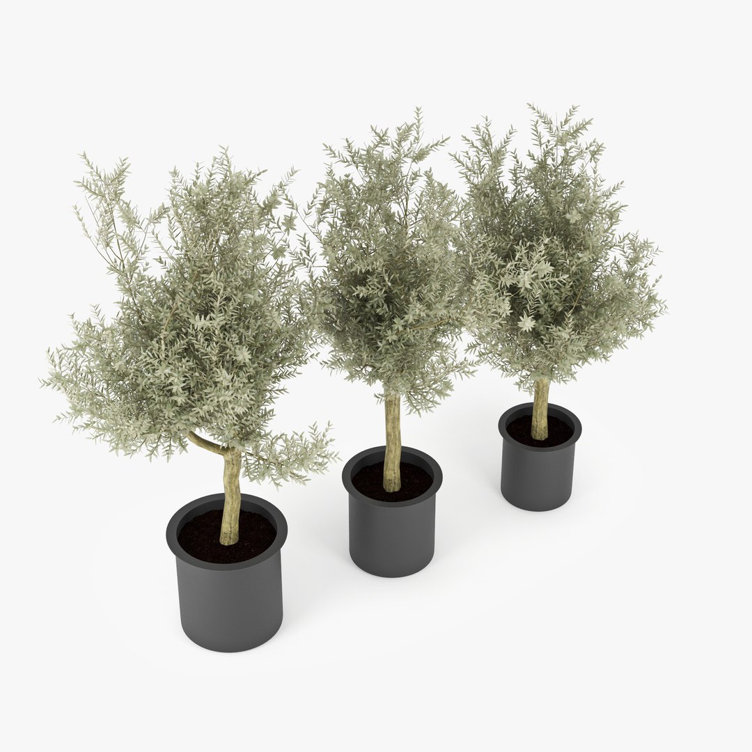 3D Olive Tree Model - TurboSquid 1281894