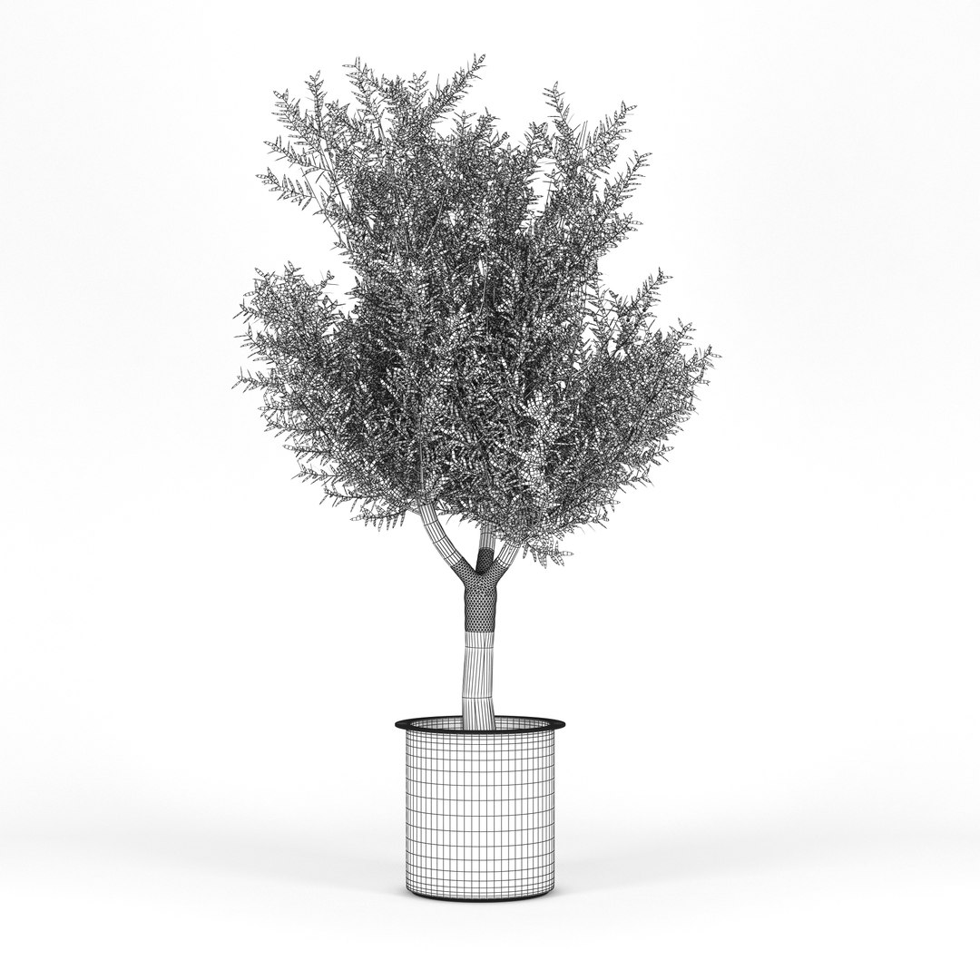 3D Olive Tree Model - TurboSquid 1281894