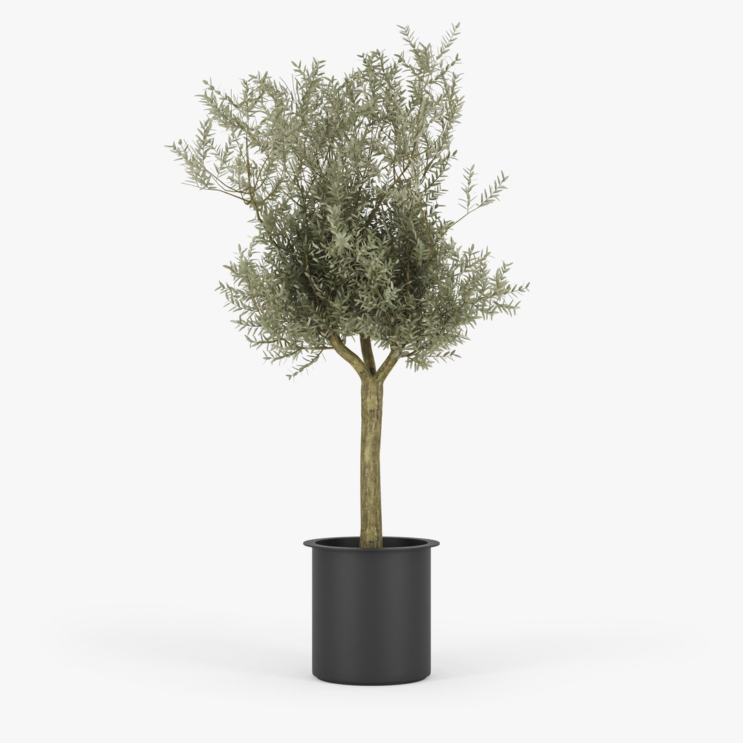 3D Olive Tree Model - TurboSquid 1281894
