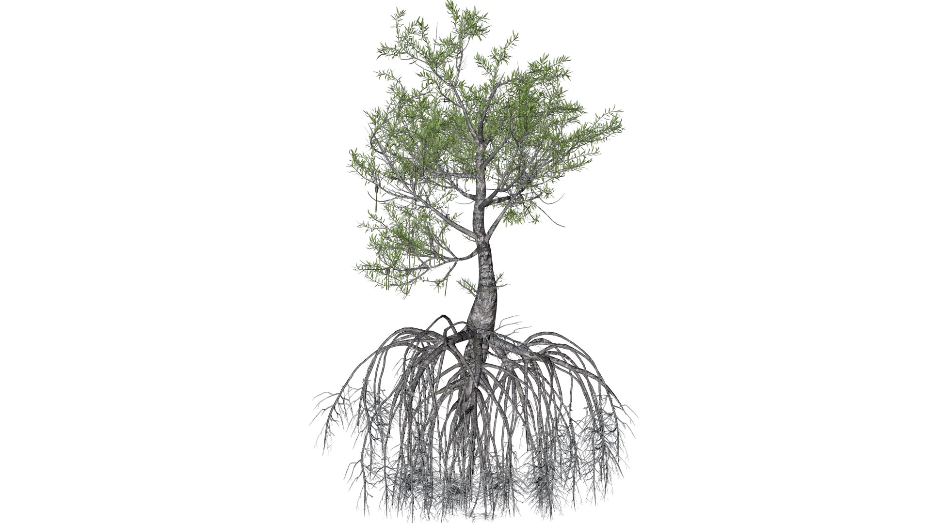 3D Model Red Mangrove Tree - 09 - - TurboSquid 2377708