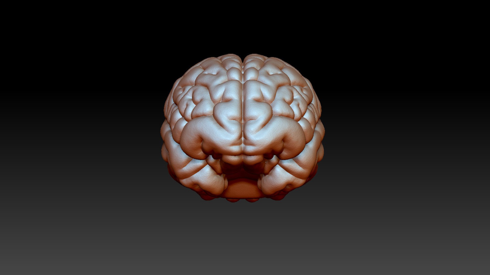 3D Brain - TurboSquid 1957002