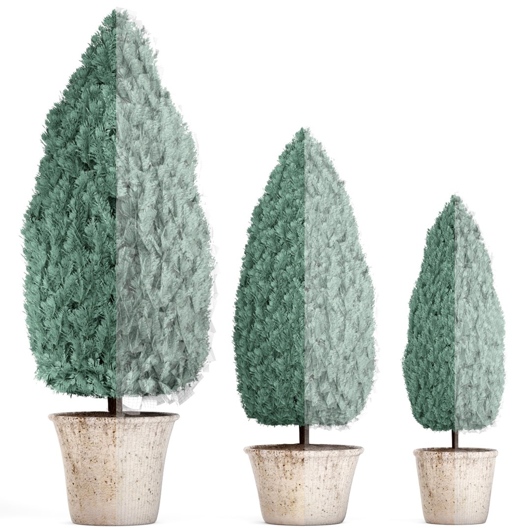 Cupressus Blue Thuja 3D Model - TurboSquid 1224982
