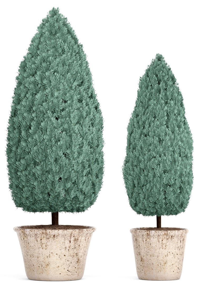 Cupressus Blue Thuja 3D Model - TurboSquid 1224982