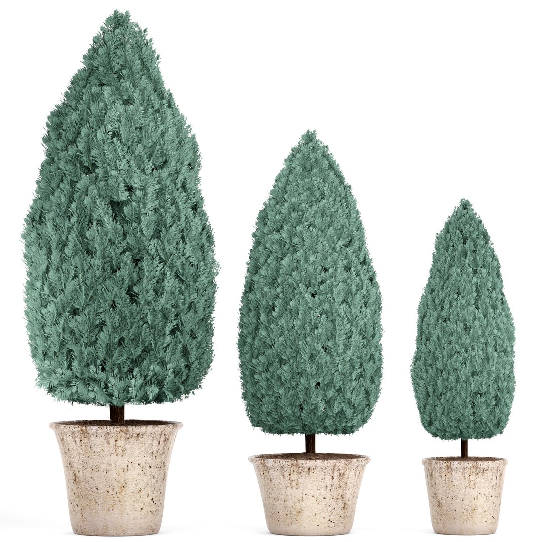 Cupressus Blue Thuja 3D Model - TurboSquid 1224982