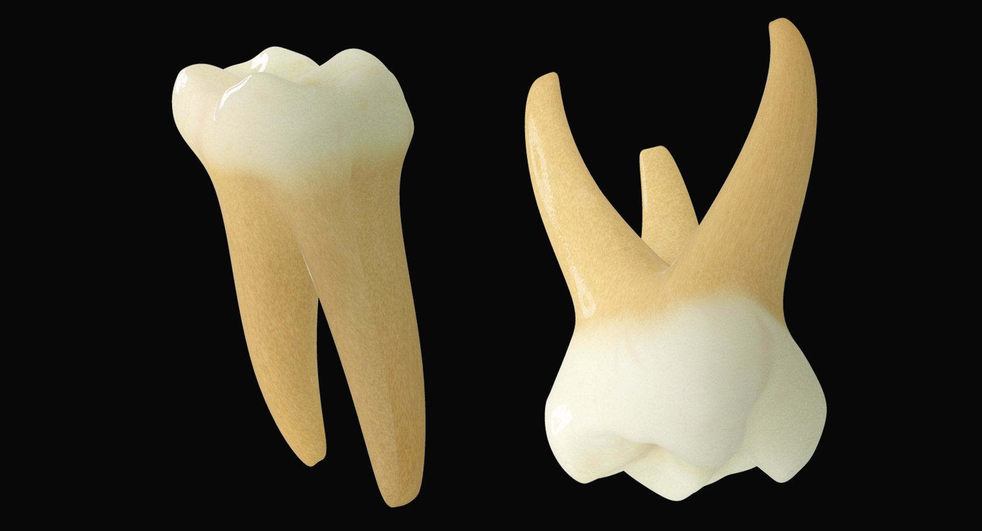 3ds Max Primary Second Molars