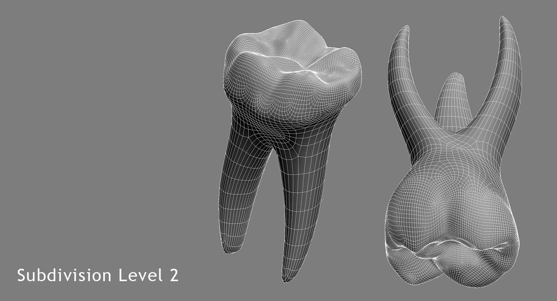 3ds Max Primary Second Molars