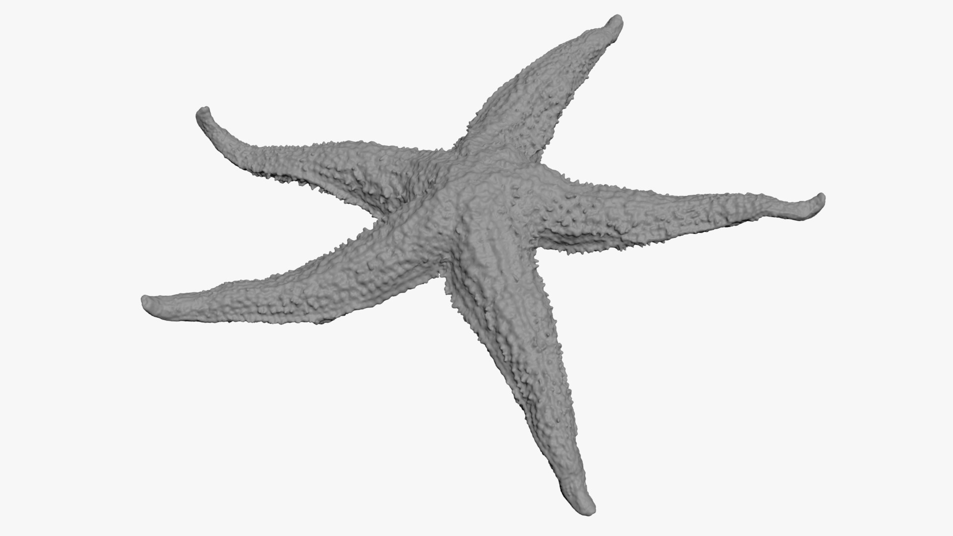 Common Starfish 01 3D Print 3D - TurboSquid 2319468