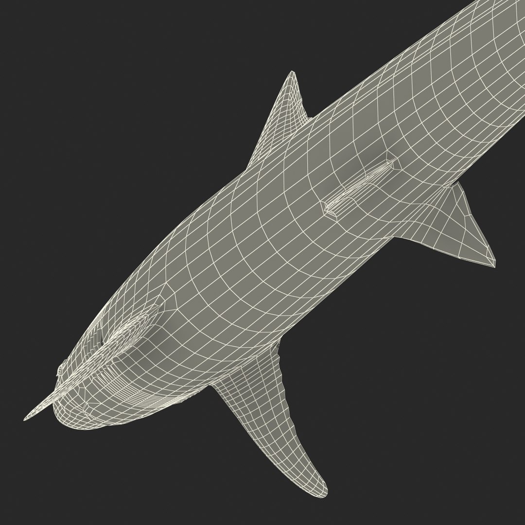 3d Model Of School Shark Rigged