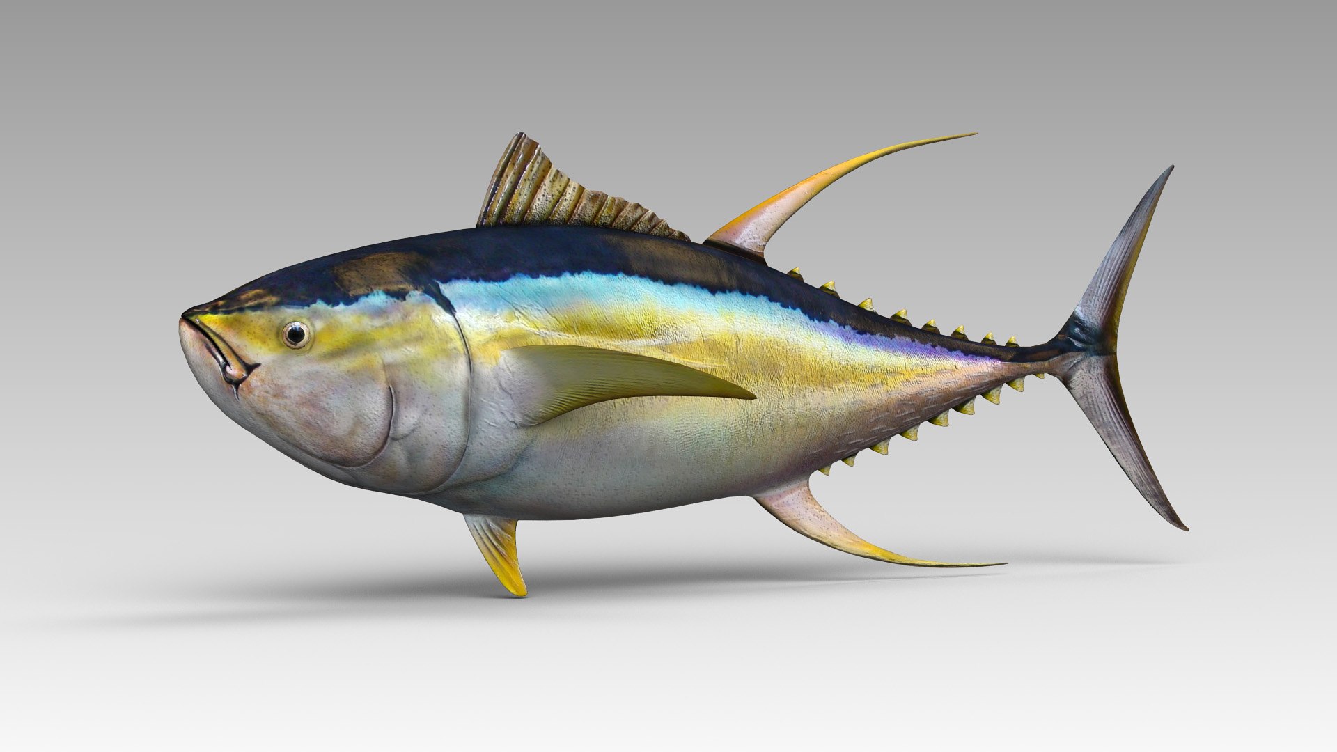 3d Tuna