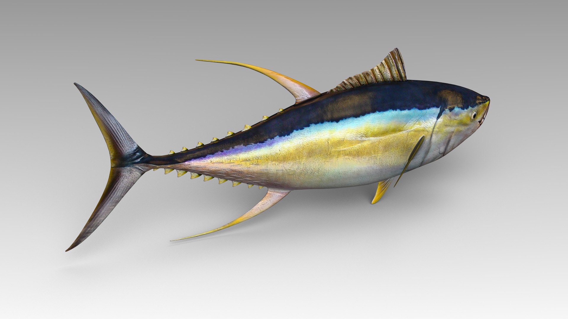 3d Tuna