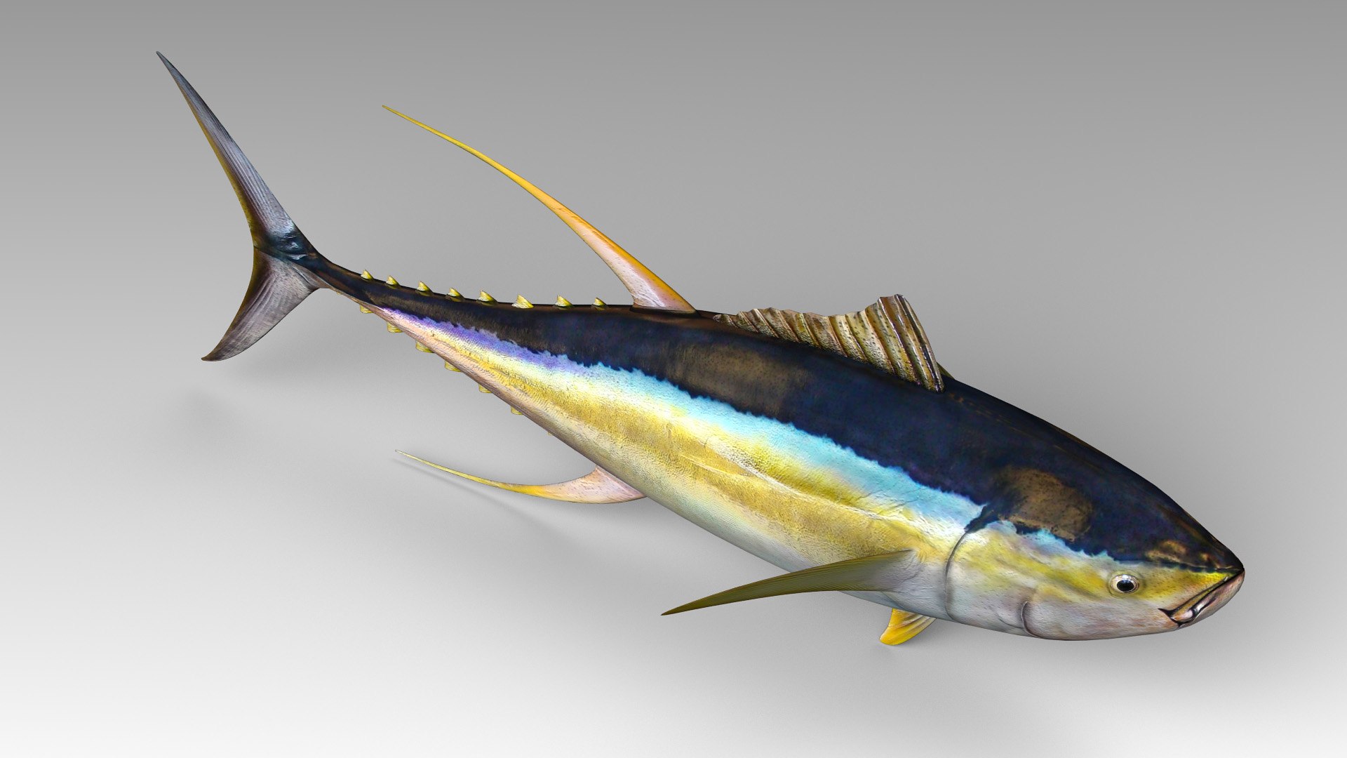 3d Tuna