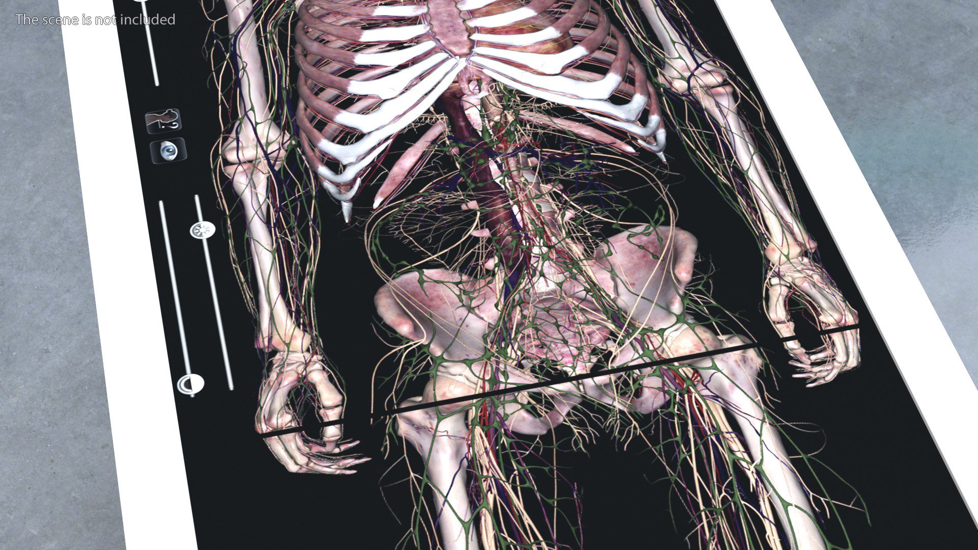 Horizontal Anatomical Training Table 3D Model - TurboSquid 1961636