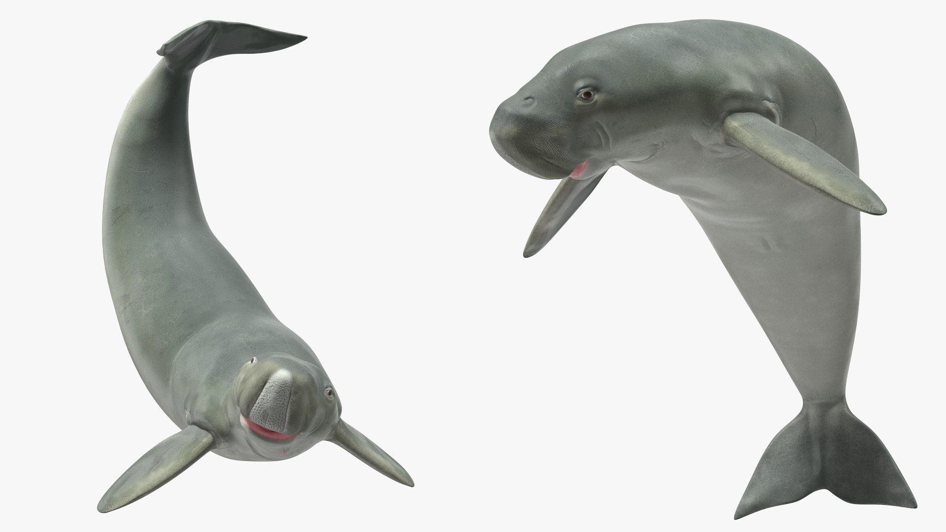 3D Dugong Rigged - TurboSquid 1527942