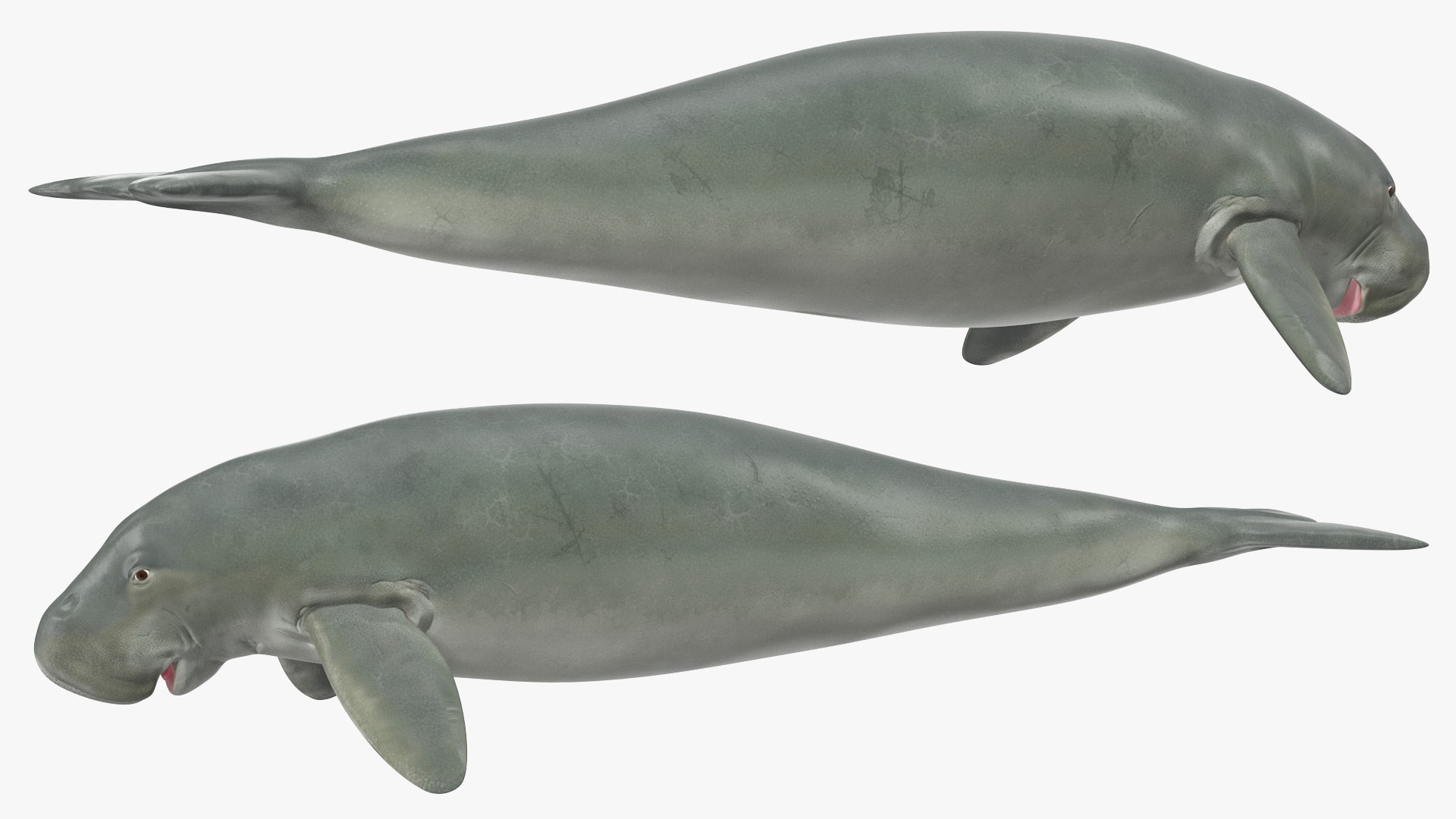 3D Dugong Rigged - TurboSquid 1527942