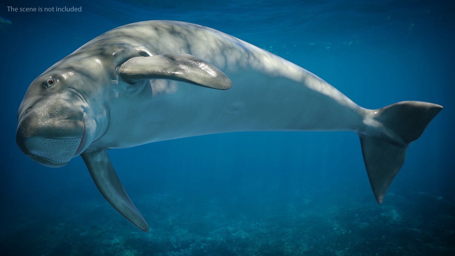 3D Dugong Rigged - TurboSquid 1527942