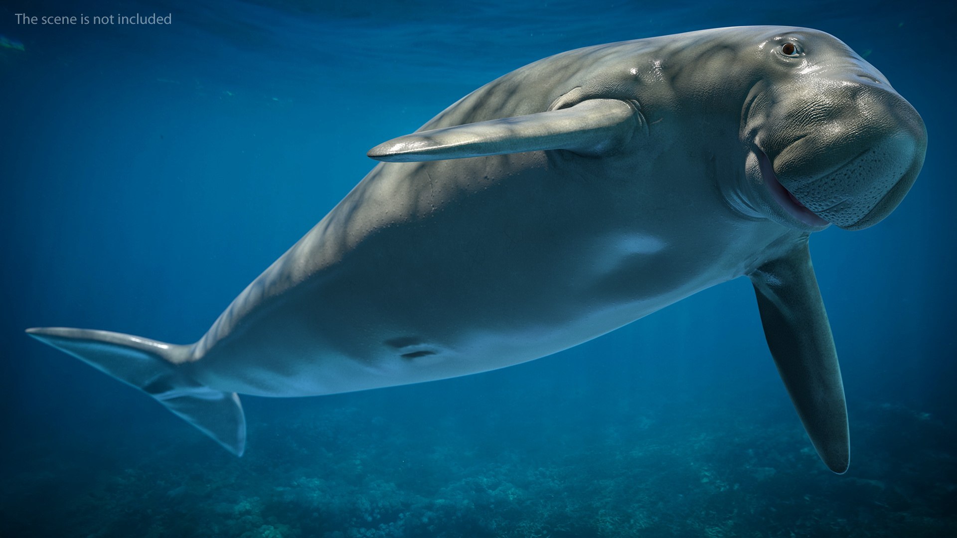 3D Dugong Rigged - TurboSquid 1527942