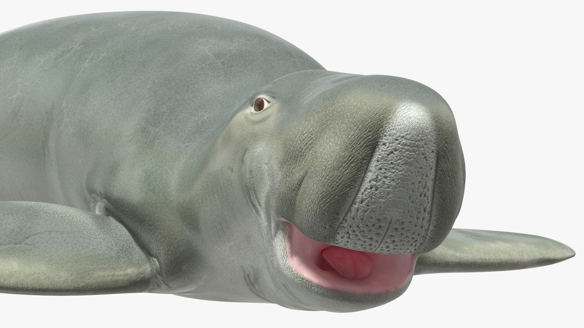 3D Dugong Rigged - TurboSquid 1527942