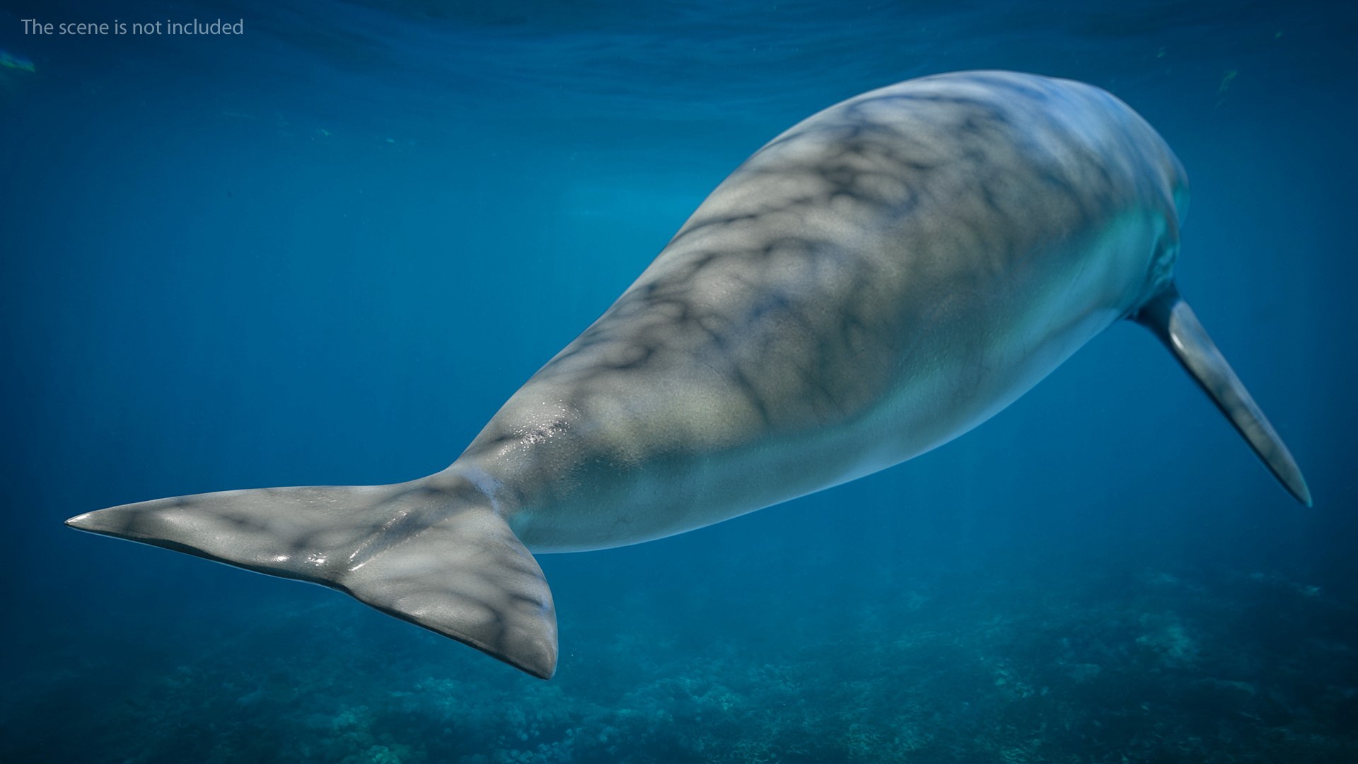 3D Dugong Rigged - TurboSquid 1527942