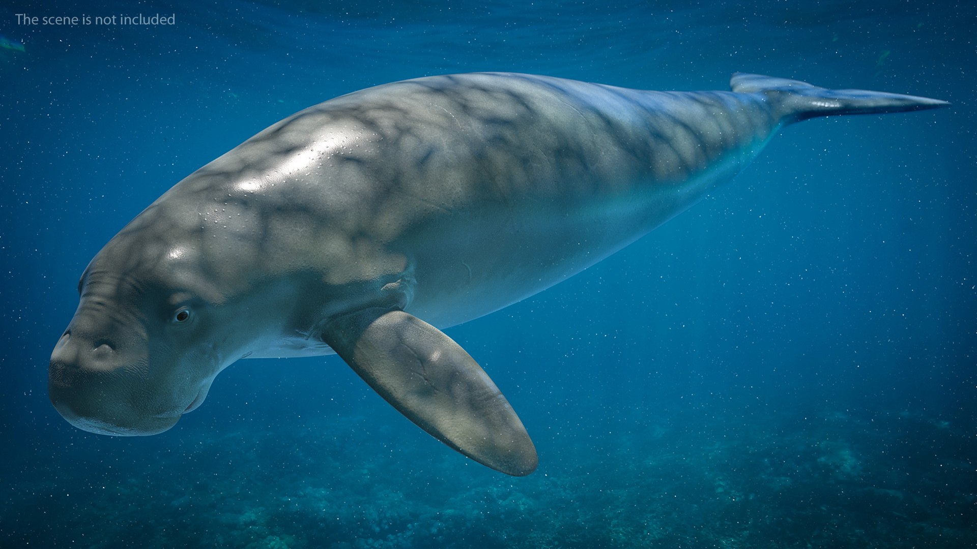3D Dugong Rigged - TurboSquid 1527942