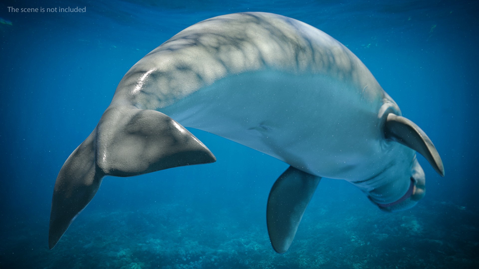 3D Dugong Rigged - TurboSquid 1527942