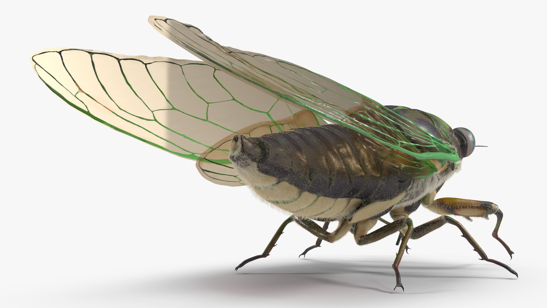 3D Cicada Pose Calm Fur Model - TurboSquid 2054491