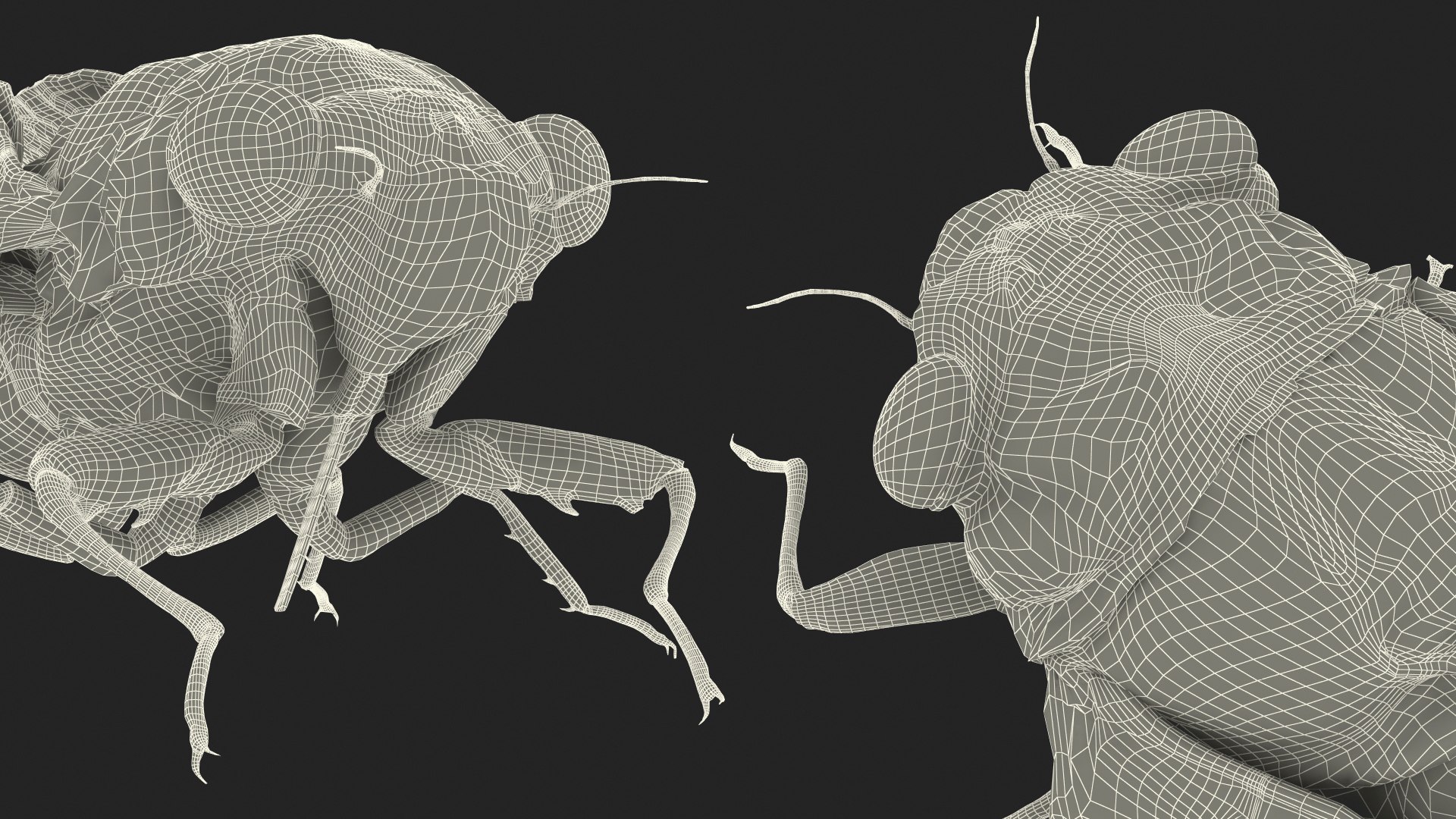 3D Cicada Pose Calm Fur Model - TurboSquid 2054491