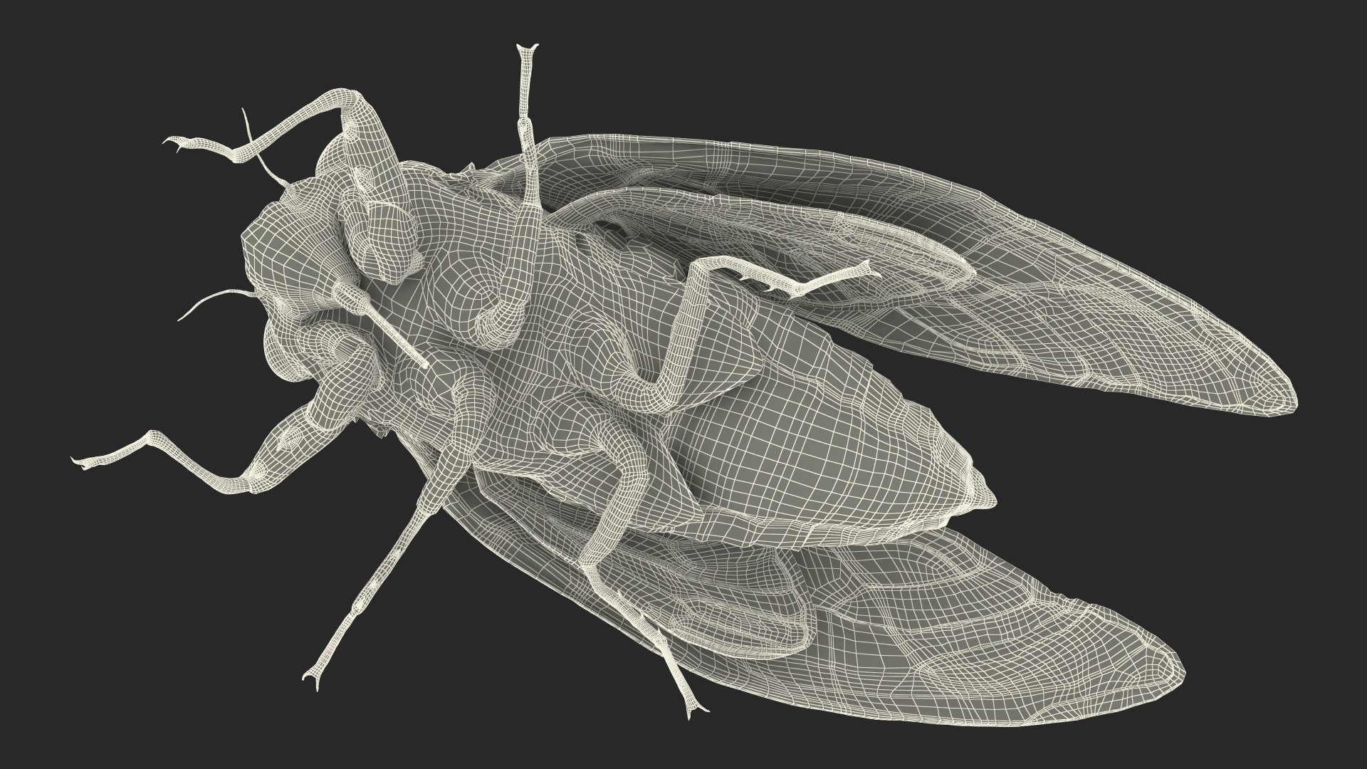 3D Cicada Pose Calm Fur Model - TurboSquid 2054491