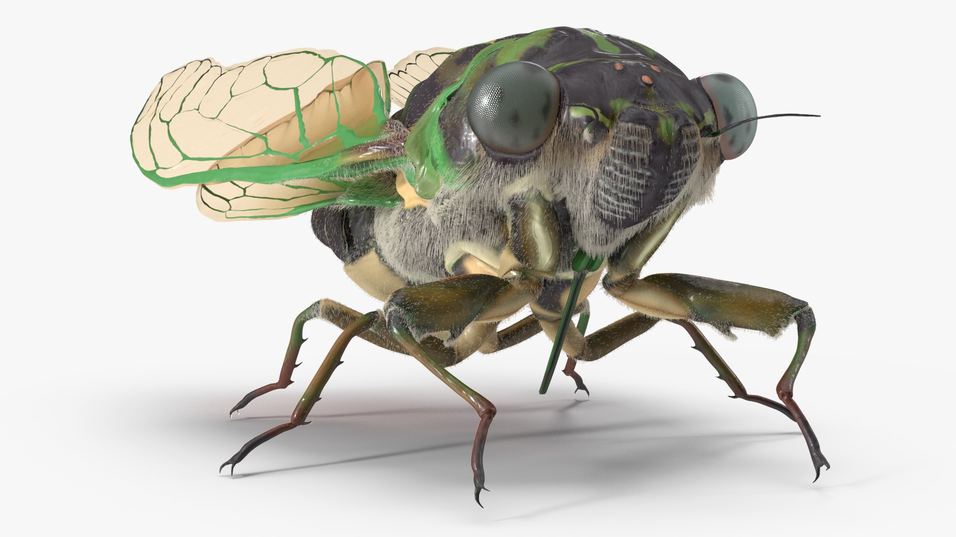 3D Cicada Pose Calm Fur Model - TurboSquid 2054491
