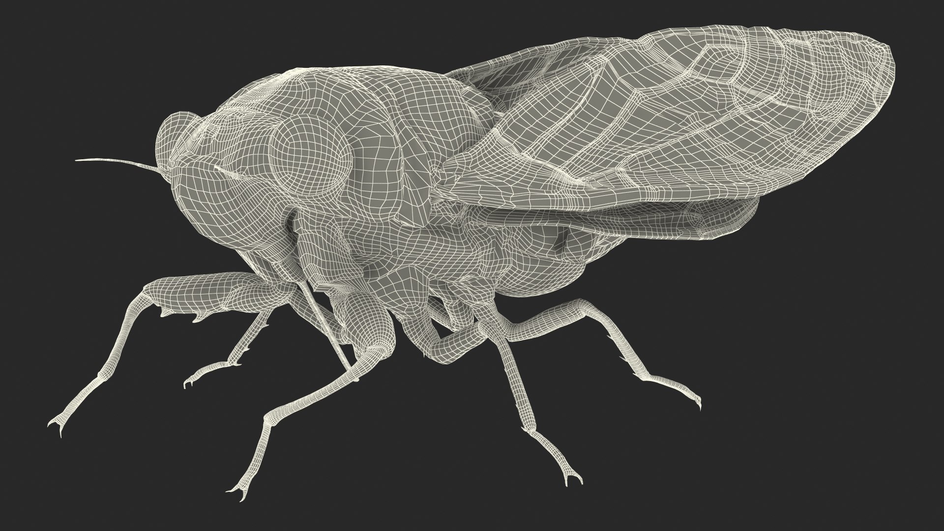 3D Cicada Pose Calm Fur model - TurboSquid 2054491