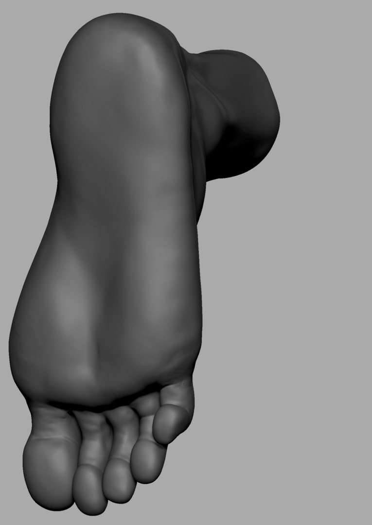 3D Foot Anatomy - TurboSquid 1415971