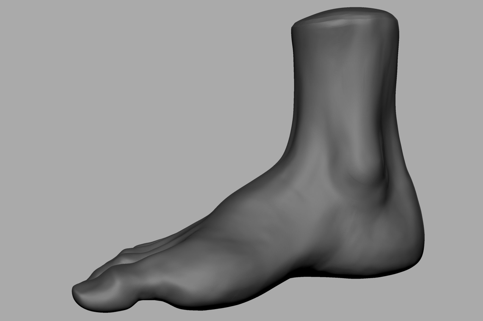 3D Foot Anatomy - TurboSquid 1415971