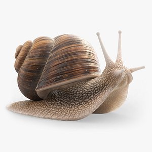 Download Free & Premium Snail 3D Models | TurboSquid