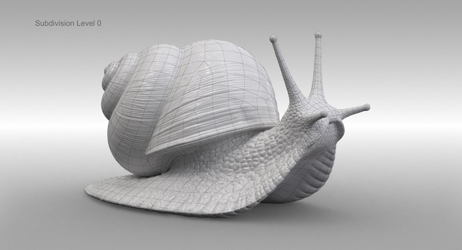 Snail Shell Animal 3D Model - TurboSquid 1696213