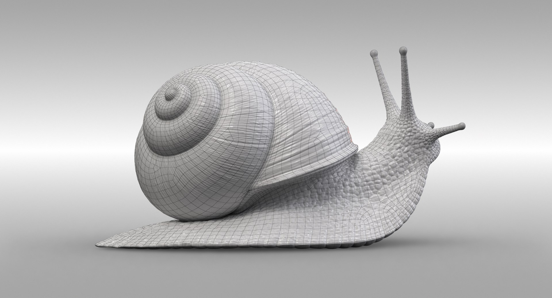 Snail shell animal 3D model - TurboSquid 1696213
