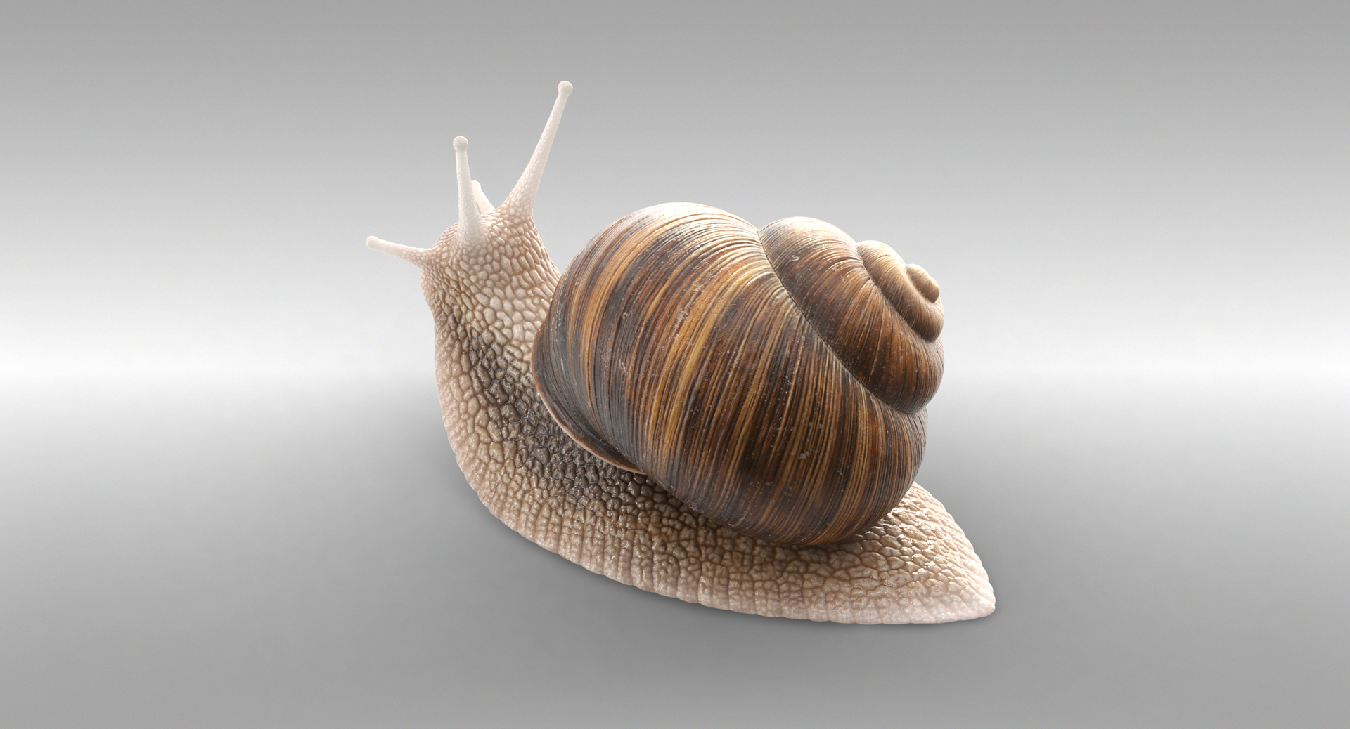 Snail shell animal 3D model - TurboSquid 1696213