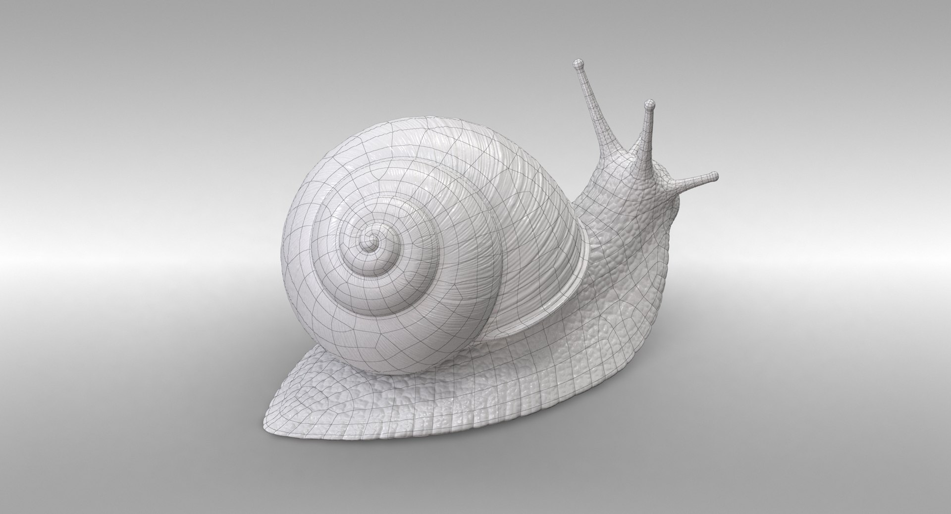 Snail shell animal 3D model - TurboSquid 1696213
