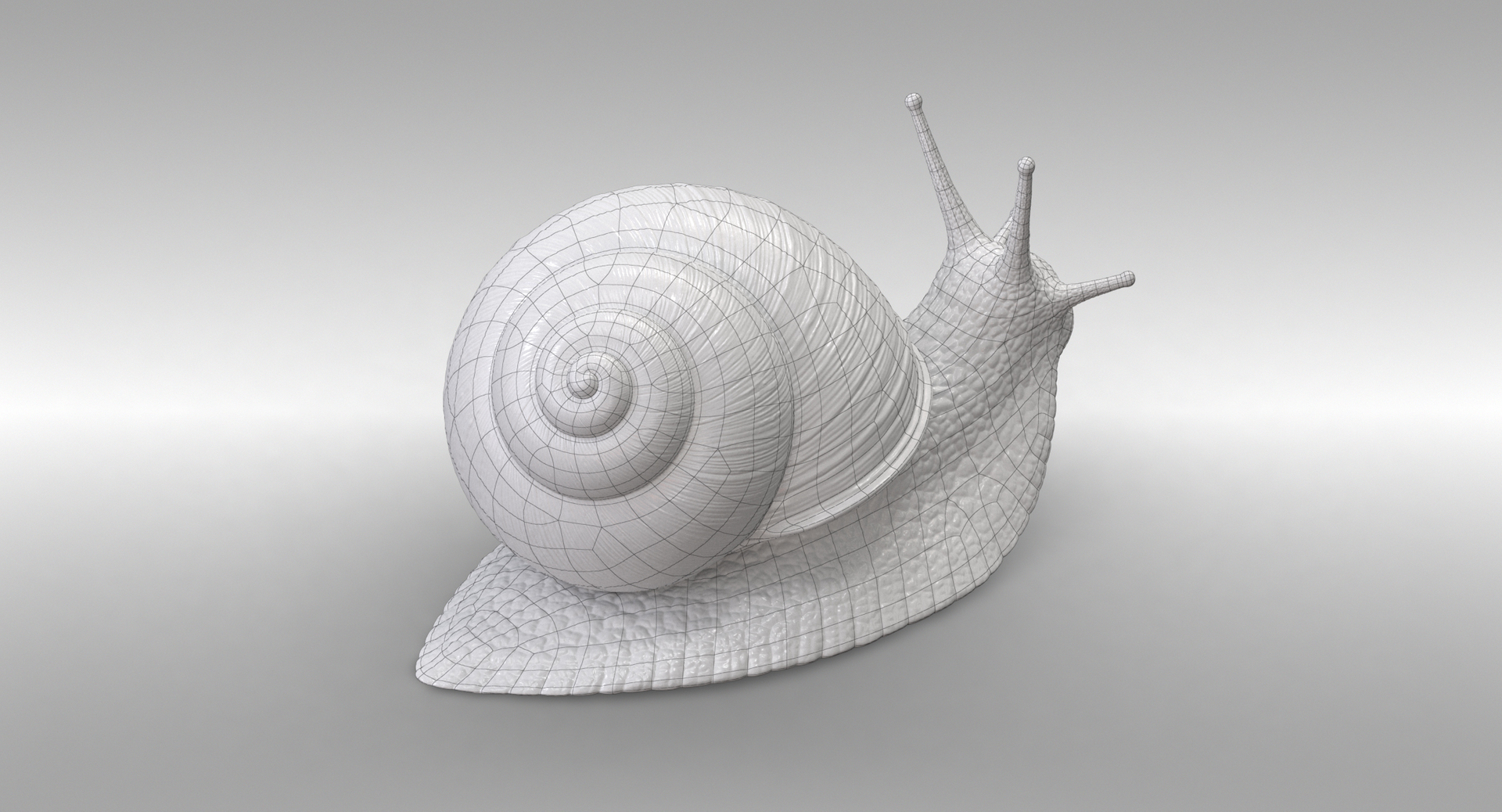 Snail shell animal 3D model - TurboSquid 1696213