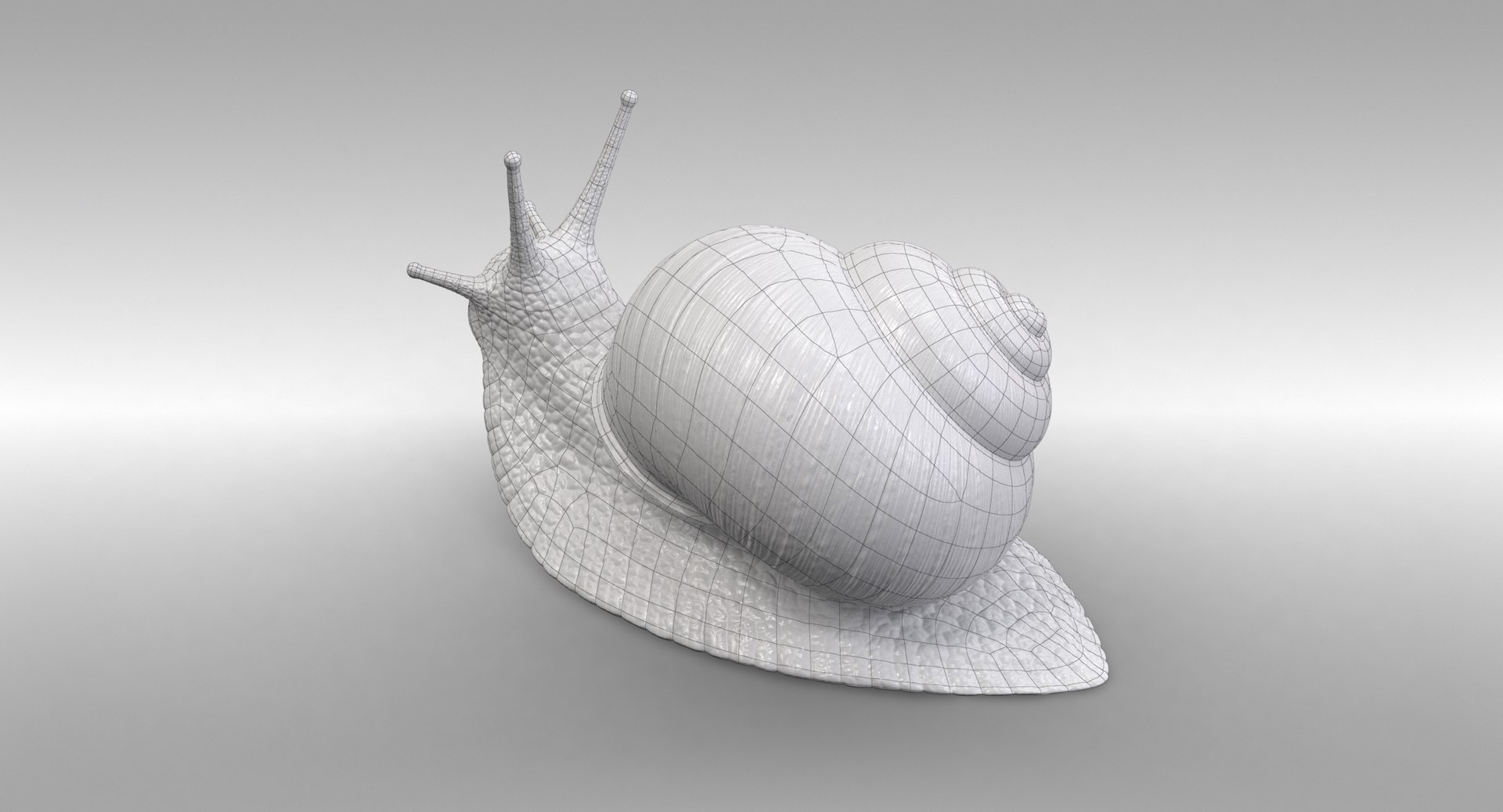 Snail shell animal 3D model - TurboSquid 1696213